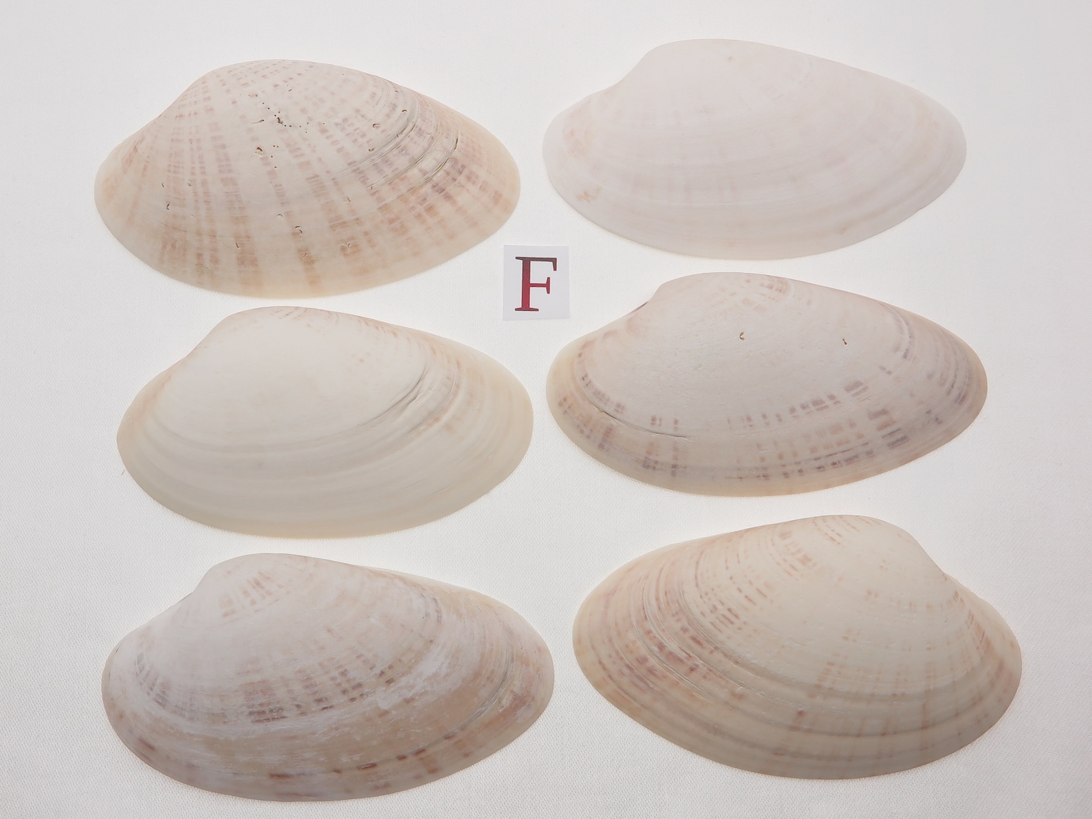 6 Large Sunray Venus Clam Shells Large Seashells for Art | Etsy