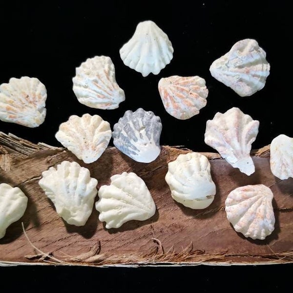 Cats Paw Shell - Etsy