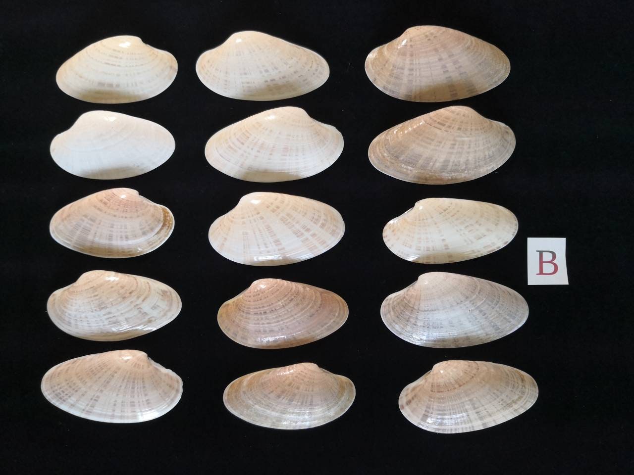 15 Sunray Venus Seashells 2.5-3.25 Inches Clam Shells | Etsy