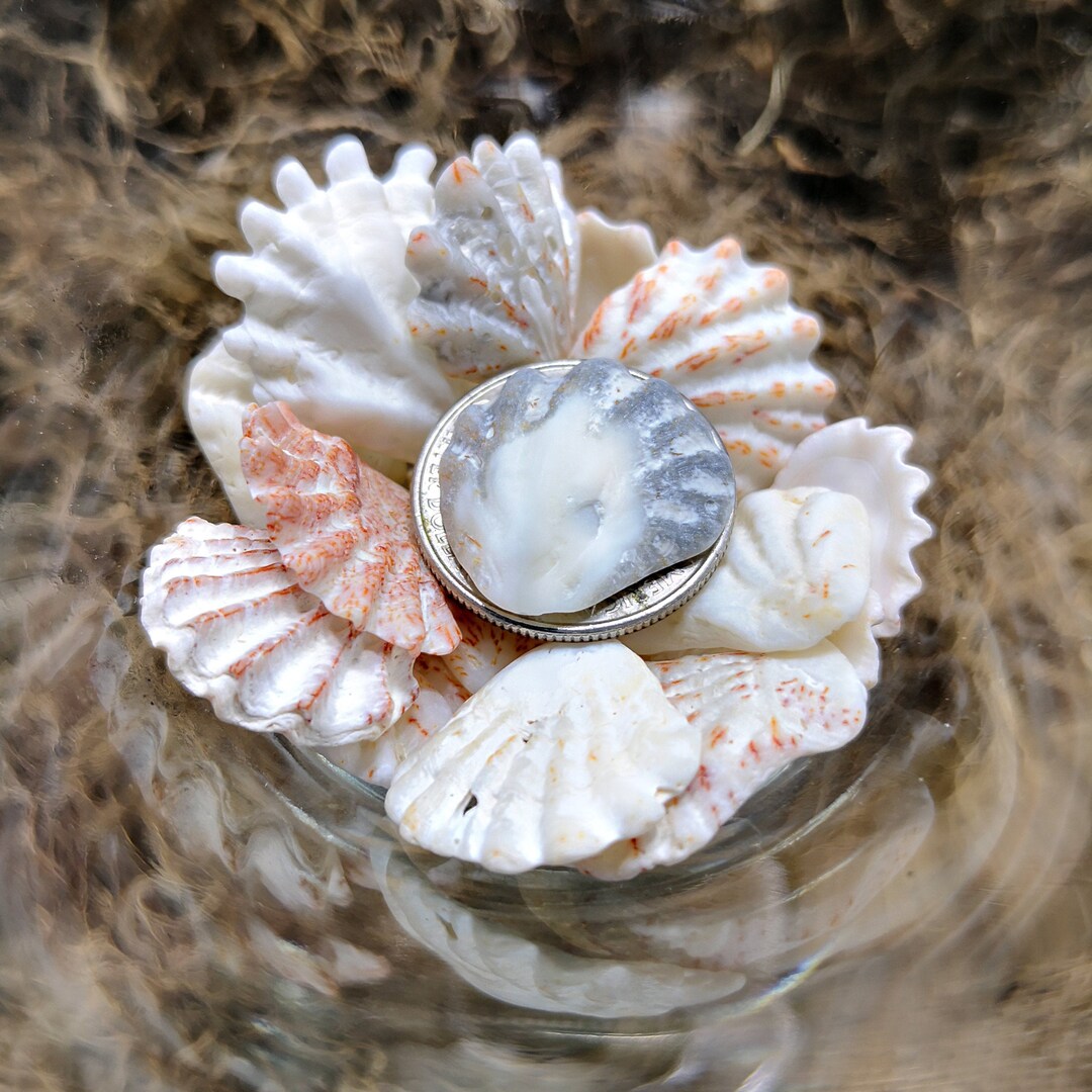 30 Atlantic Kitten Paw Seashells - Plicatula Gibbosa - Florida's Mini ...