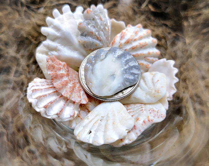 30 Atlantic Kitten Paw Seashells Plicatula Gibbosa Florida's Mini ...