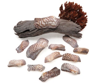Turkey Wing Shells, Turkey Wing Ark Shell, Arca Zebra Shell 1.5 2.5 5 ...