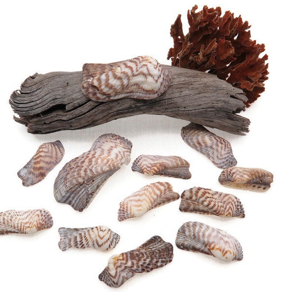 Turkey Wing Shells - Etsy