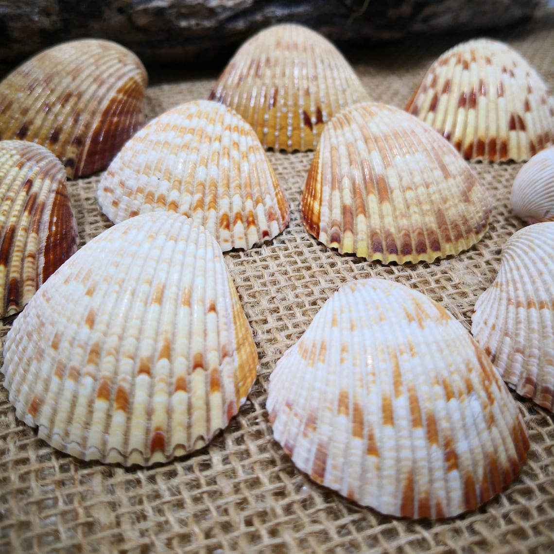 10 Atlantic Cockleshells Great Heart Cockle 1.5-2.5 Inches | Etsy