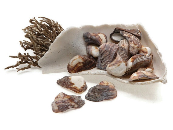 12 Mossy Ark Seashells Arca Imbricata - Etsy