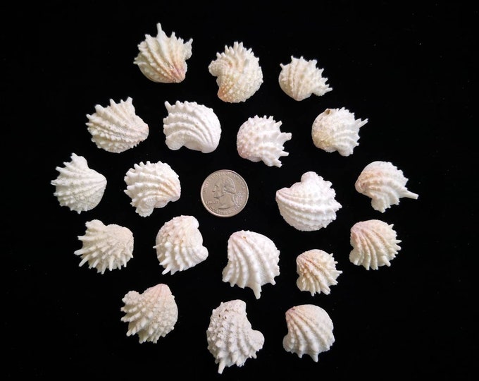 20 Spiny Jewel Box Seashells for Crafts and Decor Arcinella Cornuta - Etsy
