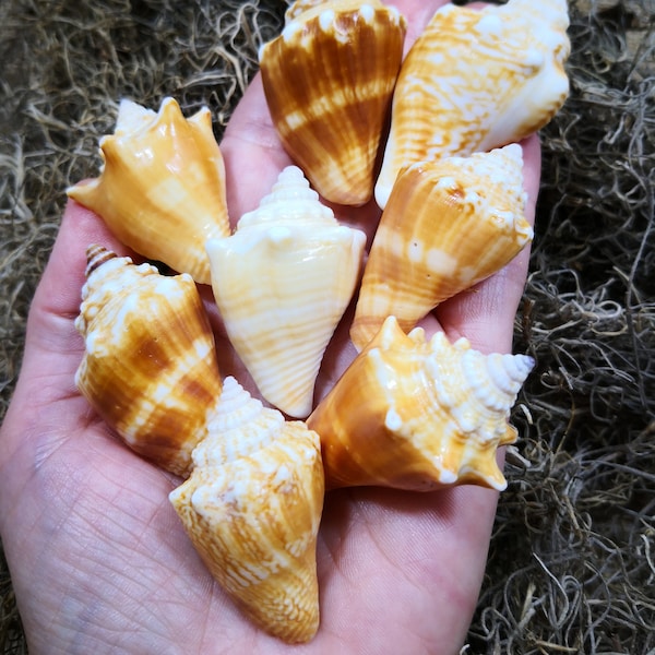 Conch Seashell - Etsy
