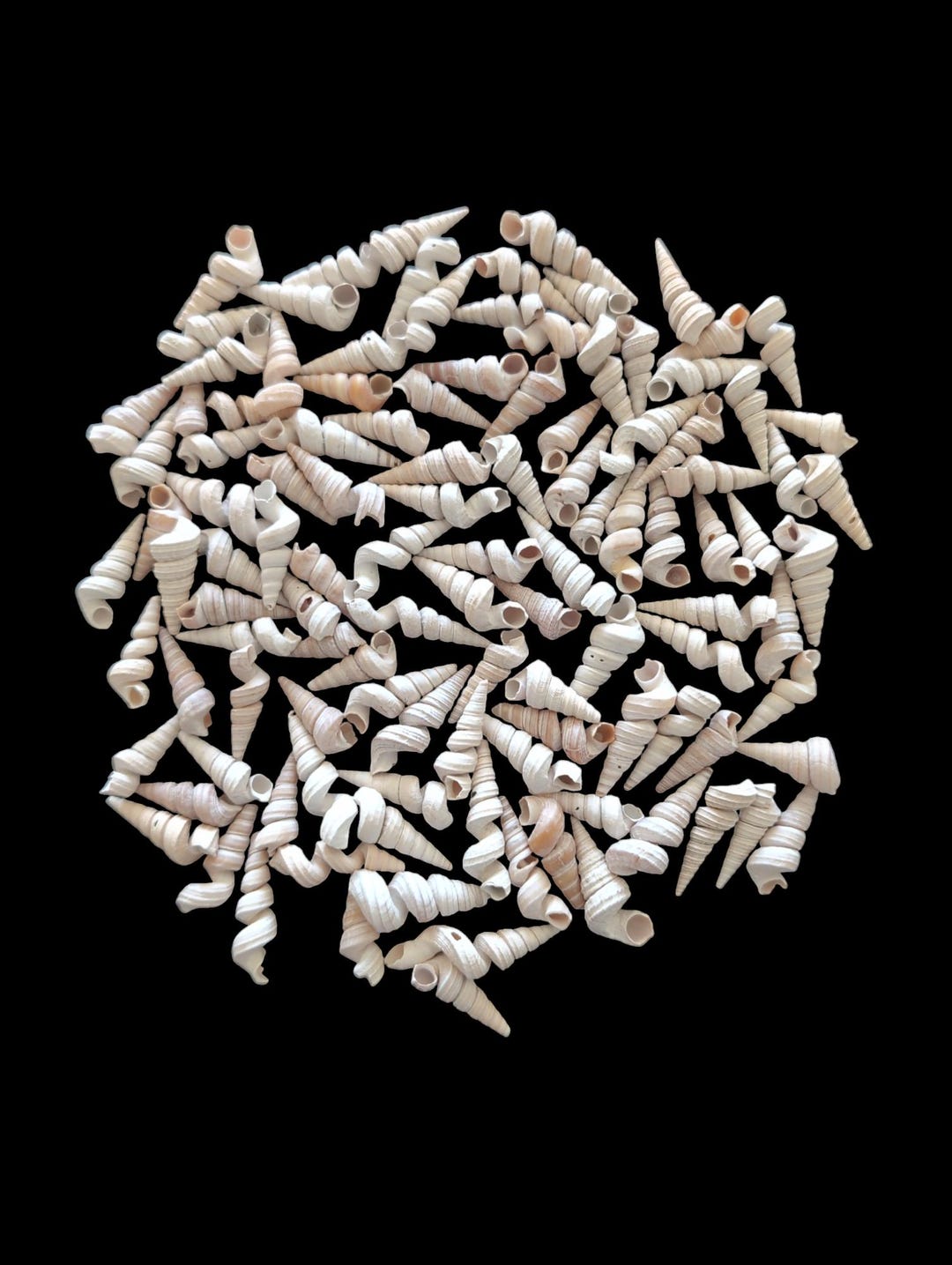 Mix of 100 Horn and Worm Seashells - Spiral Shells 1-1.5 Inch - Etsy