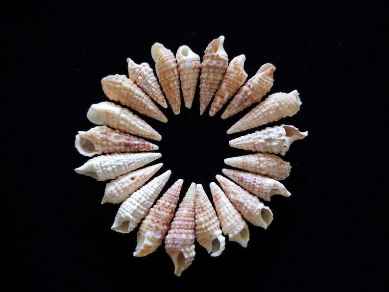 20 Cerith Seashells 1-1.25 Inches Florida Shells for - Etsy