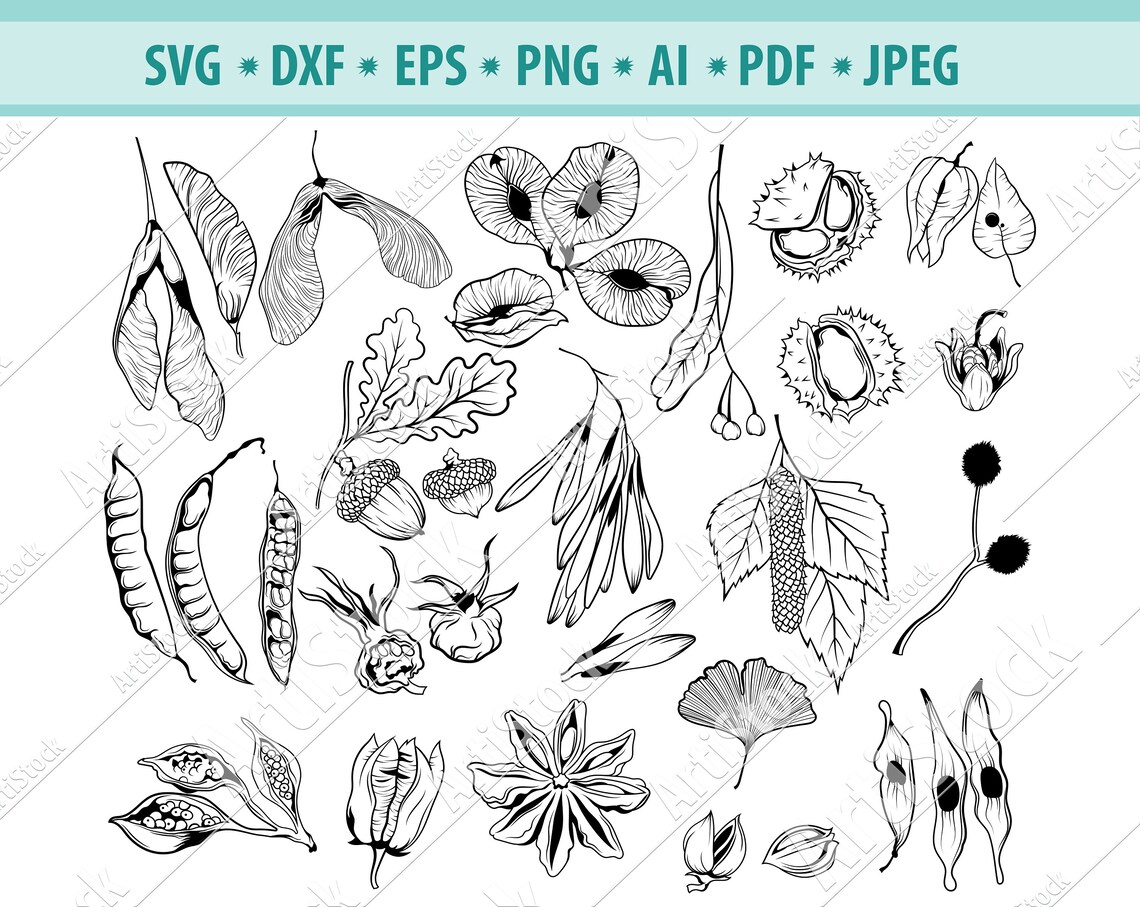 Tree Fruits Svg Tree Seeds Svg Botanical SVG Nature Botany - Etsy
