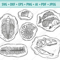 Fossils Svg Bundle, Ammonoid Fossil Svg, Dinosaur Fossil Svg, Ancient ...