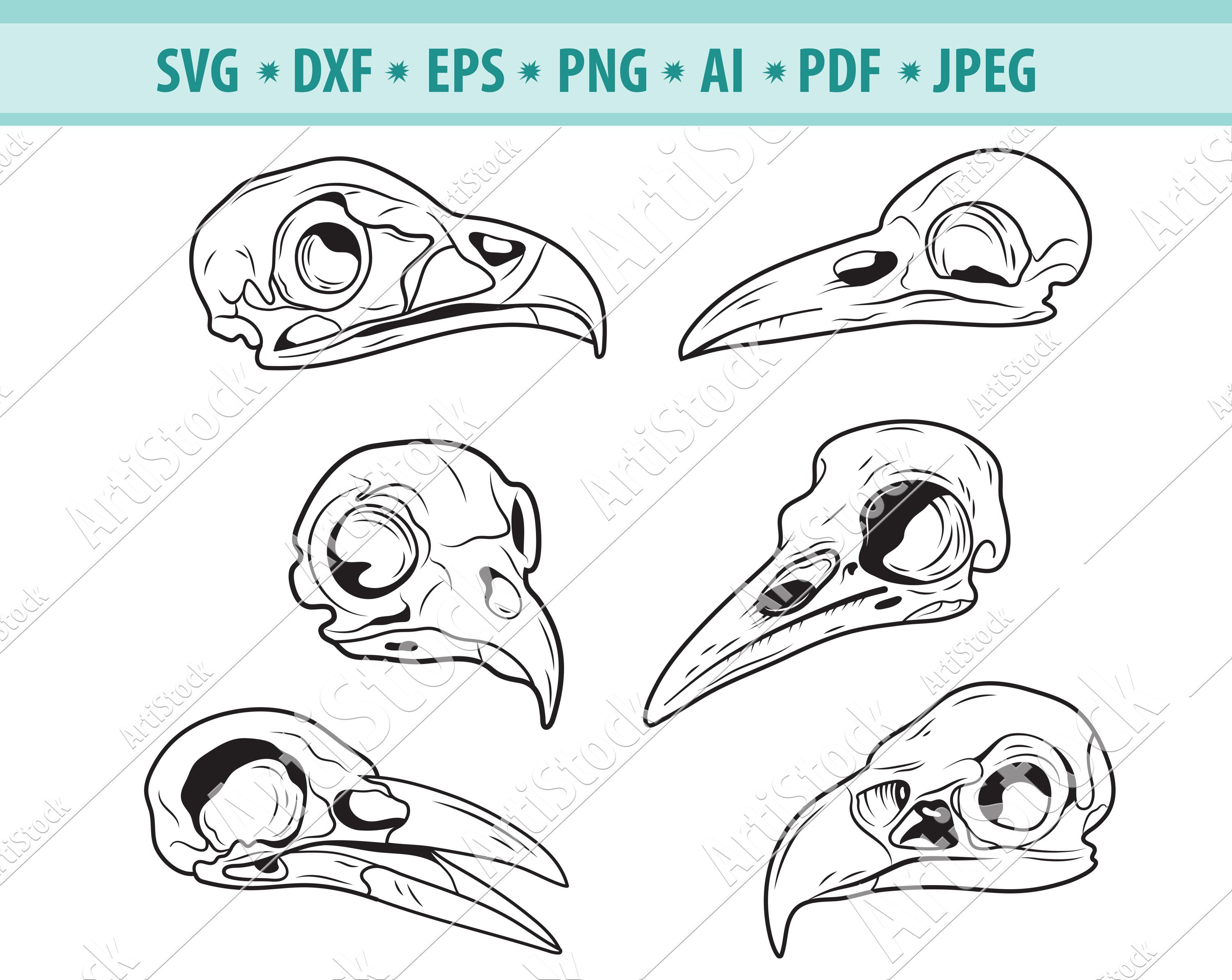 Bird Skull Line Art