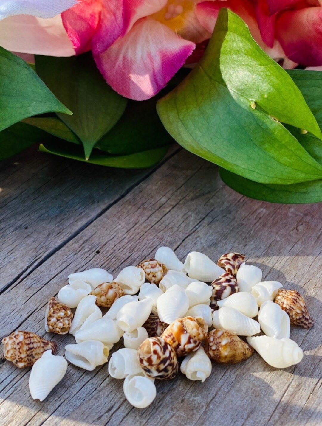 Lovely Lot of 170 9mm Nassa Shell Beads Natural Spiral Conch Shells #26 ...