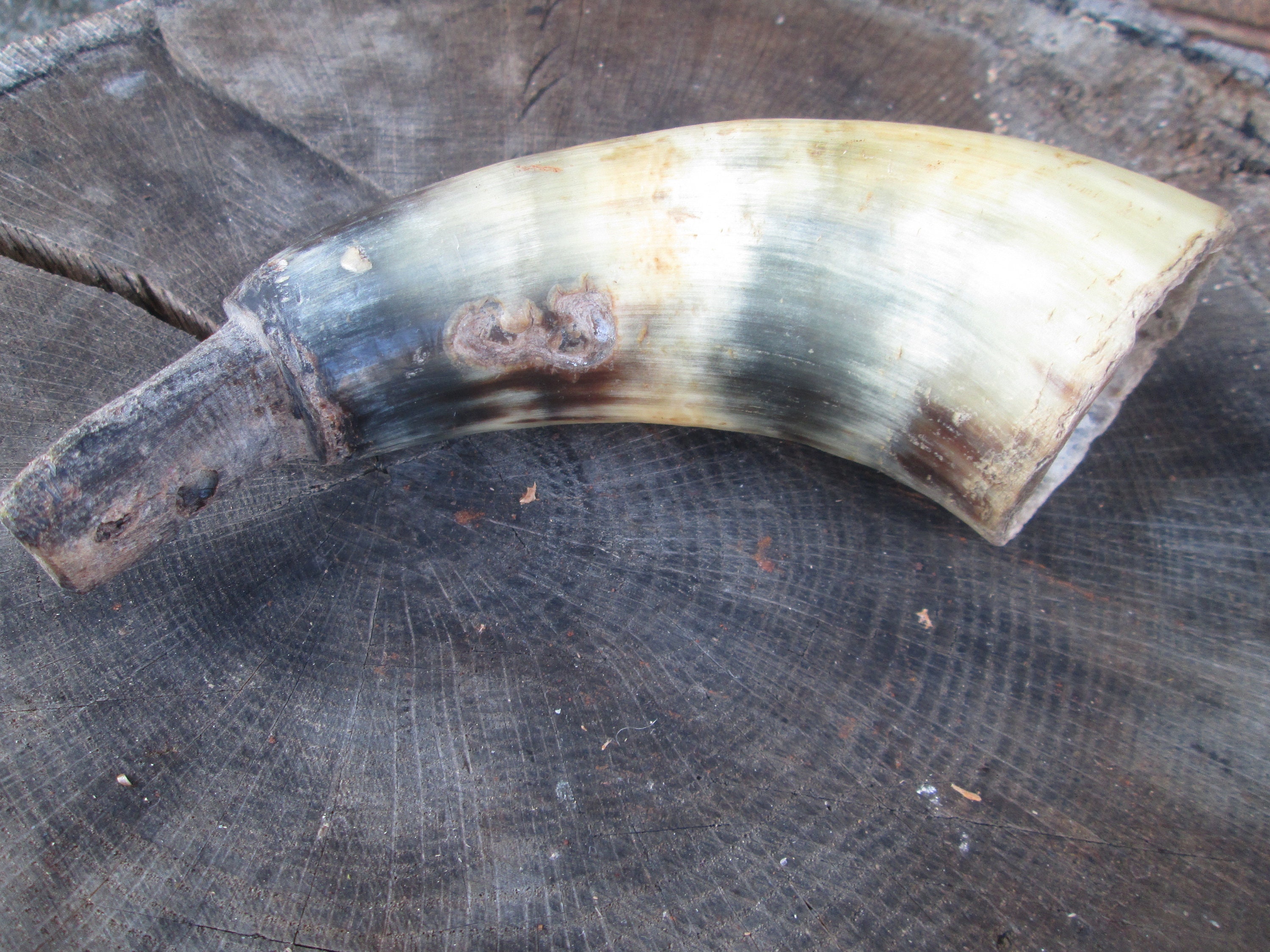 Cow Horn Natural Horn Handle by Cow Horn Rustic Decor - Etsy UK