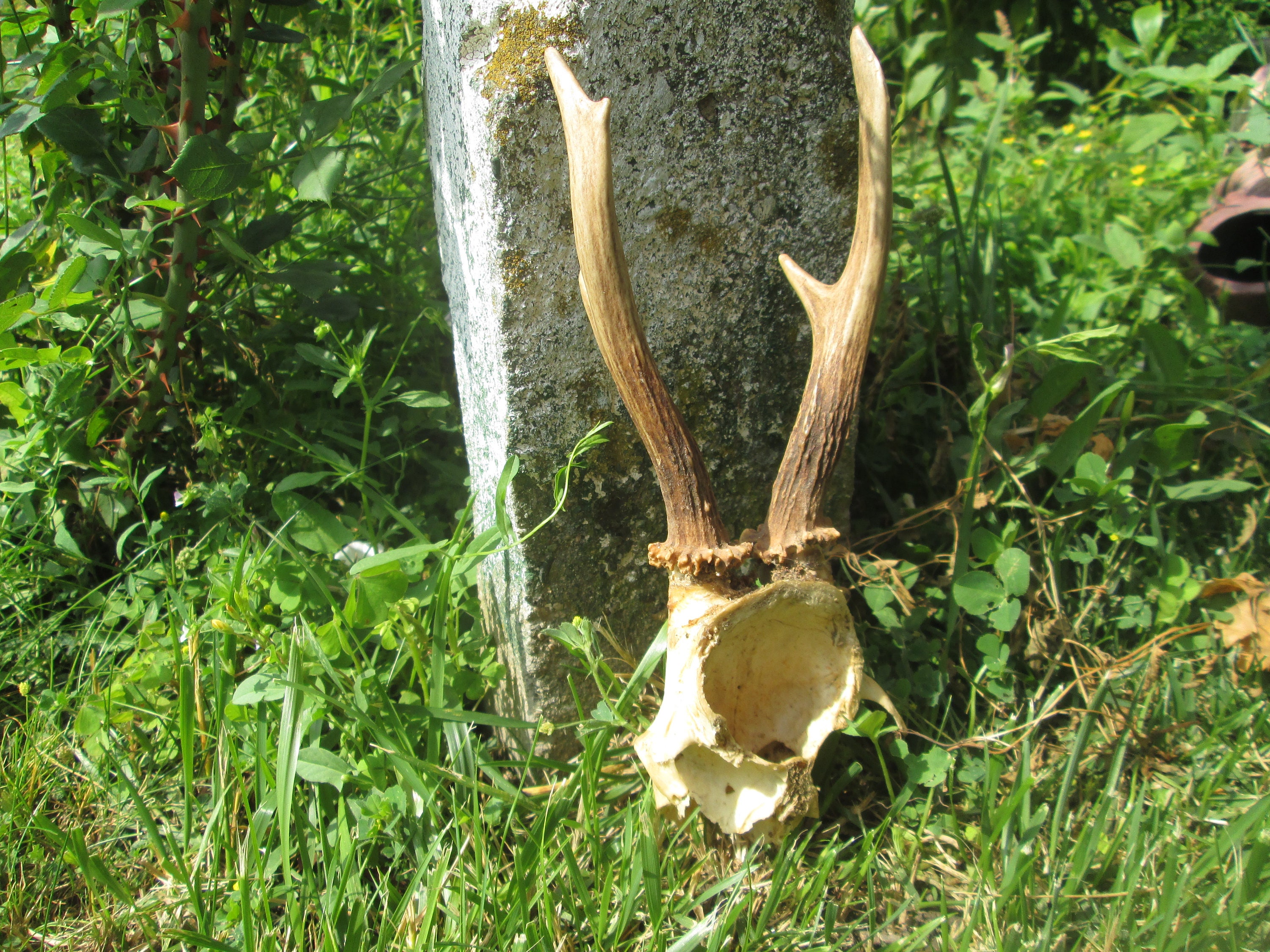 Deer Horns Natural Horns Pair Antler Horns Rustic Decor - Etsy