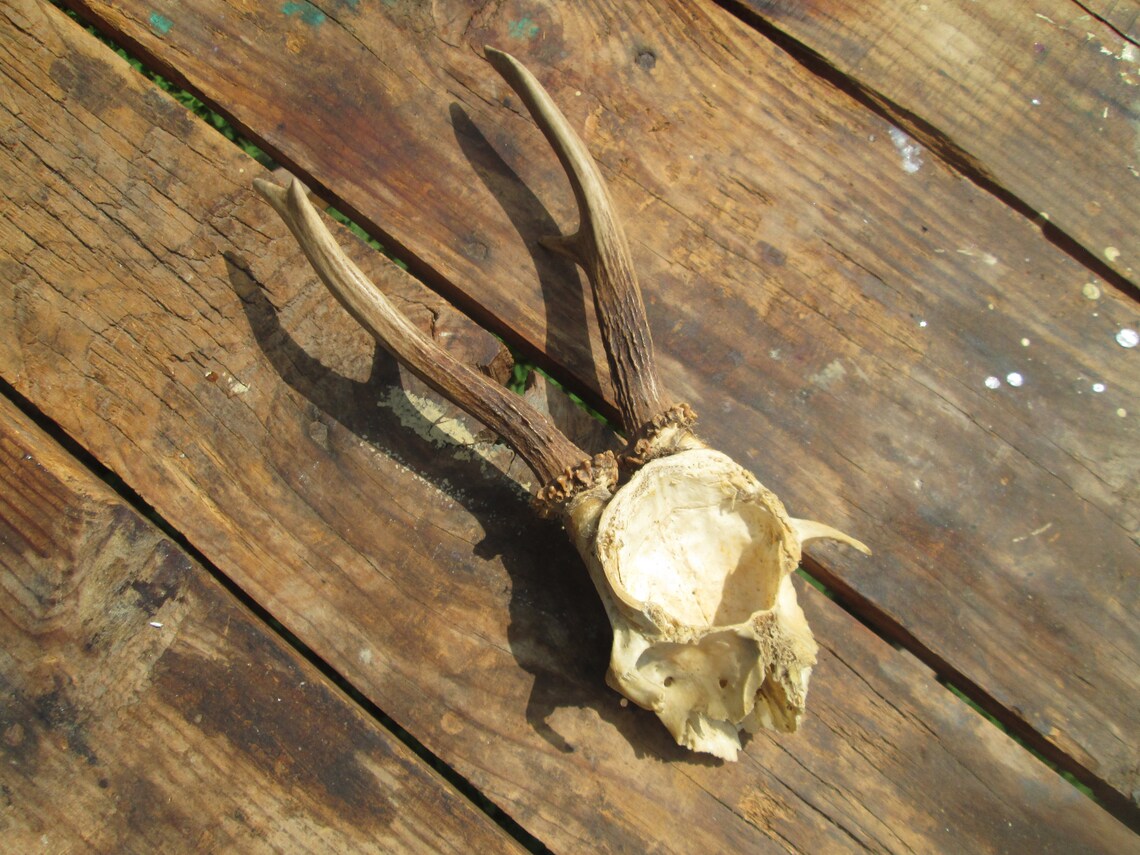 Deer Horns Natural Horns Pair Antler Horns Rustic Decor - Etsy