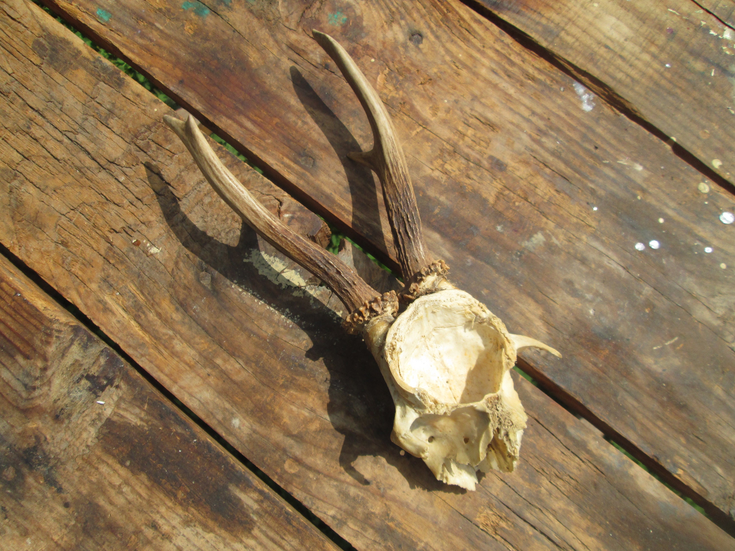 Deer Horns Natural Horns Pair Antler Horns Rustic Decor - Etsy