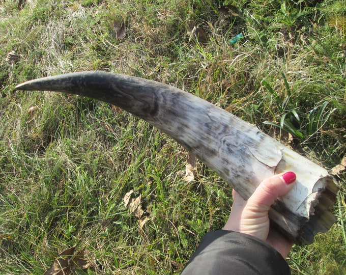 Cow Horn, 13 Inches, Old Big Horn, Natural Horn, Rustic Decor, Hunting ...