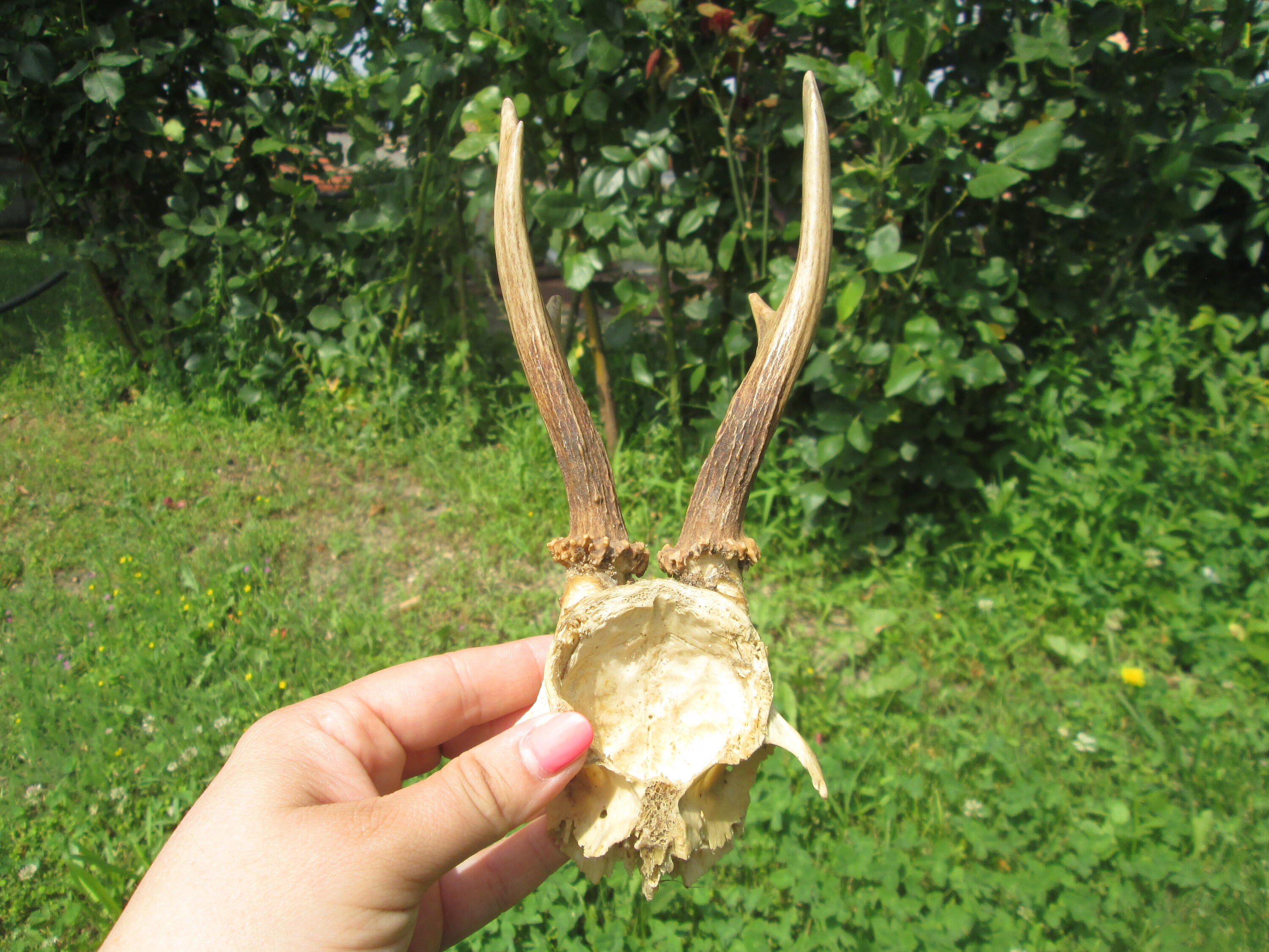 Deer Horns Natural Horns Pair Antler Horns Rustic Decor - Etsy