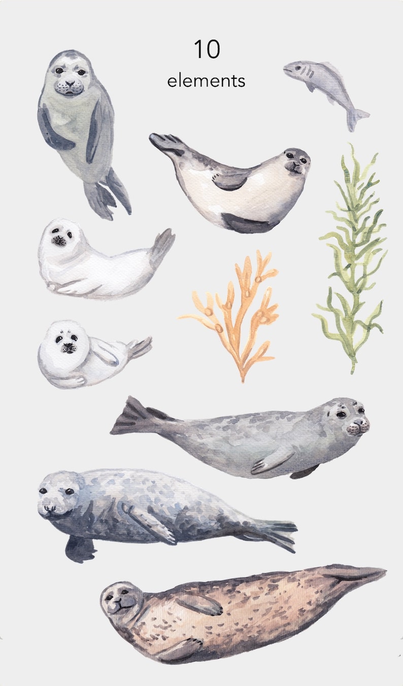 WATERCOLOR CLIPART Seals Arctic Animals Ocean Wildlife - Etsy