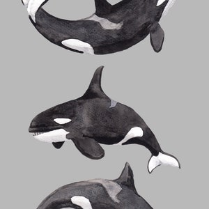 WATERCOLOR CLIPART, Orca Clipart, Ocean Whale Summer Vacation ...