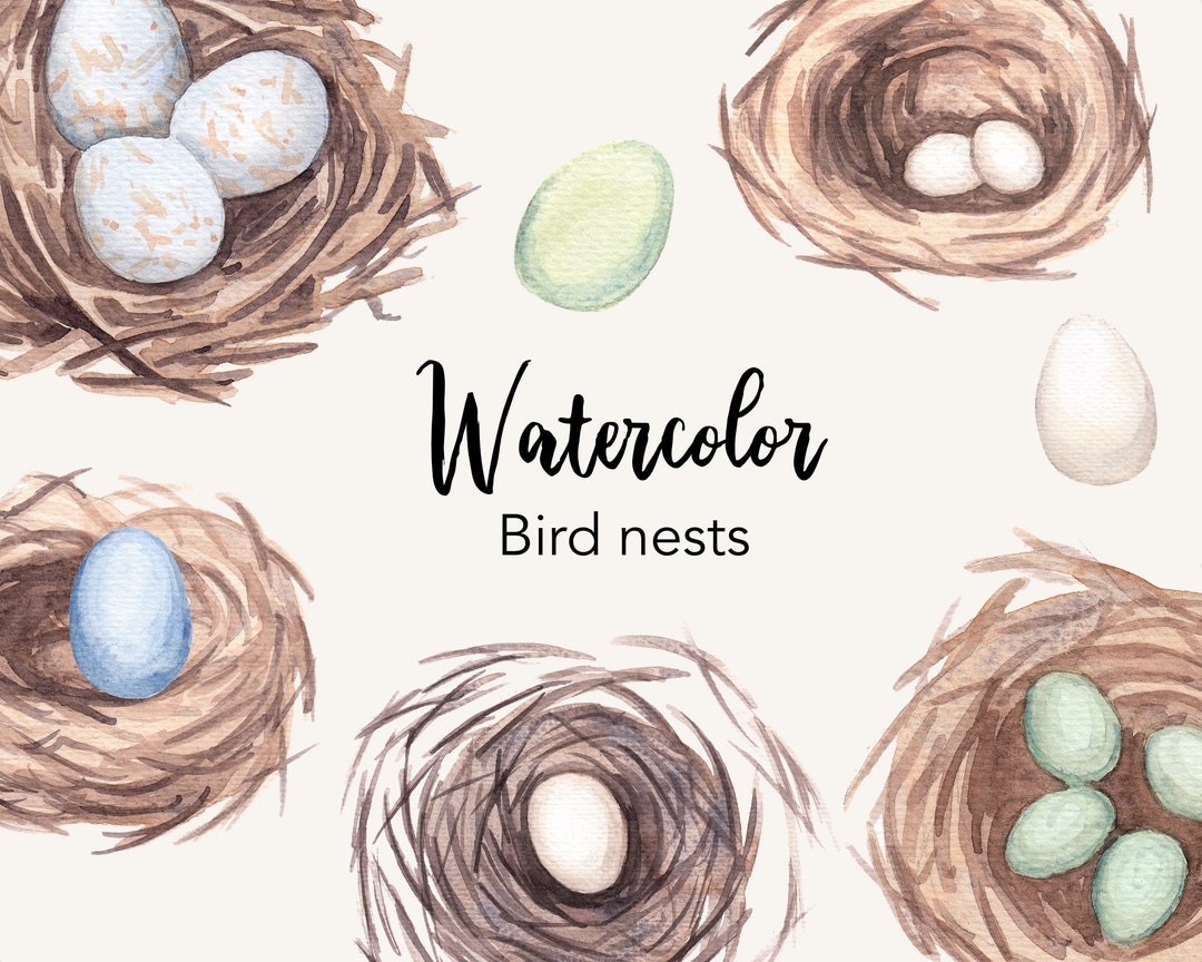 WATERCLOR CLIPART, Bird Nests, Egg Illustrations, Nature Graphics ...