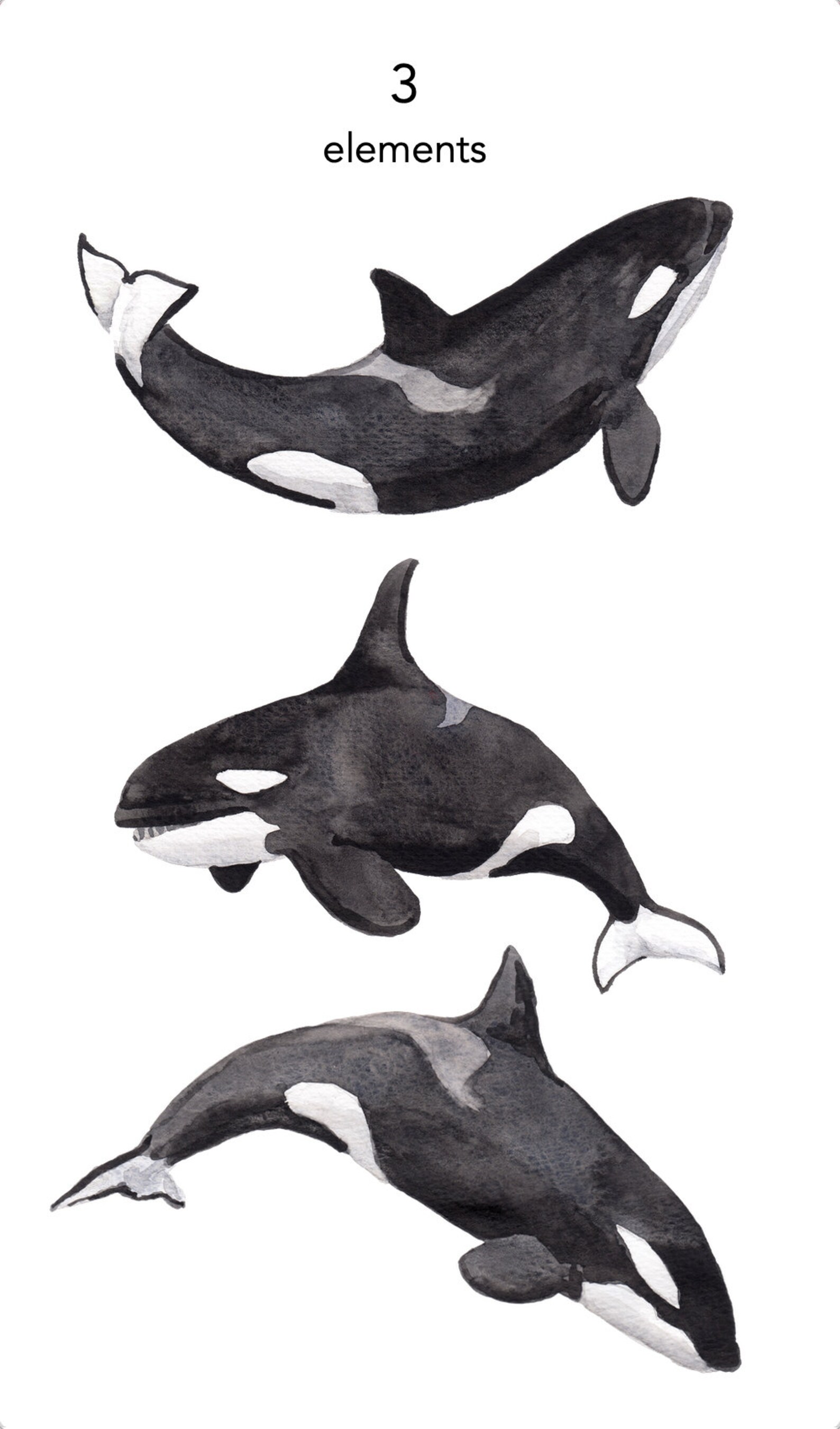 WATERCOLOR CLIPART, Orca Clipart, Ocean Whale Summer Vacation ...
