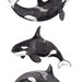 WATERCOLOR CLIPART, Orca Clipart, Ocean Whale Summer Vacation ...