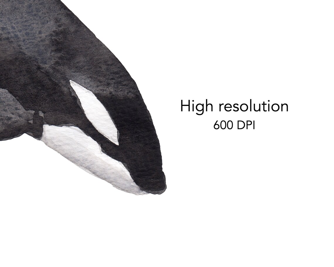 WATERCOLOR CLIPART Orca Clipart Ocean Whale Summer Vacation - Etsy Canada