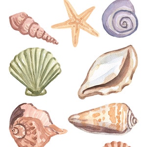 Watercolor Seashell Clipart Set, Beach Summer Graphics (PNG) - Etsy