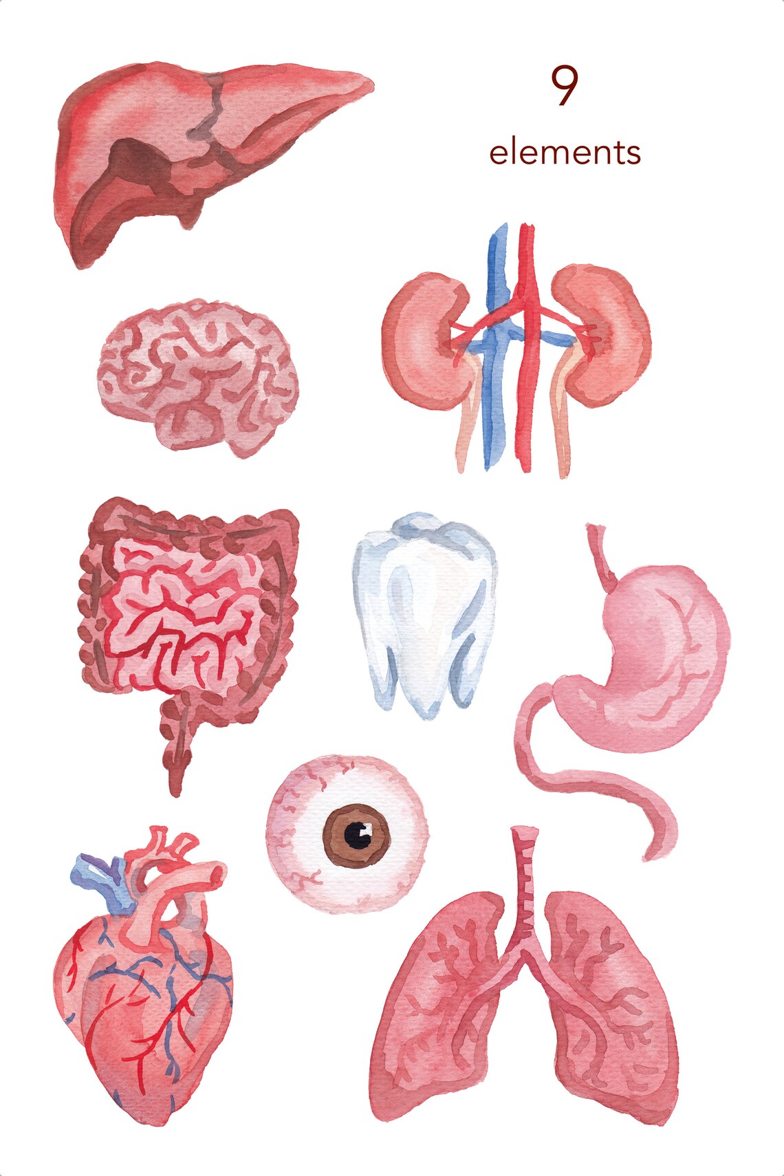 WATERCOLOR CLIPART Organ Clipart Watercolour Clipart Set - Etsy