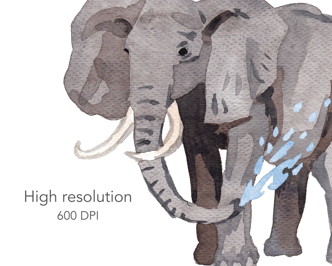 Watercolor Elephant Clipart Set, Safari Animals (PNG Files) - Etsy