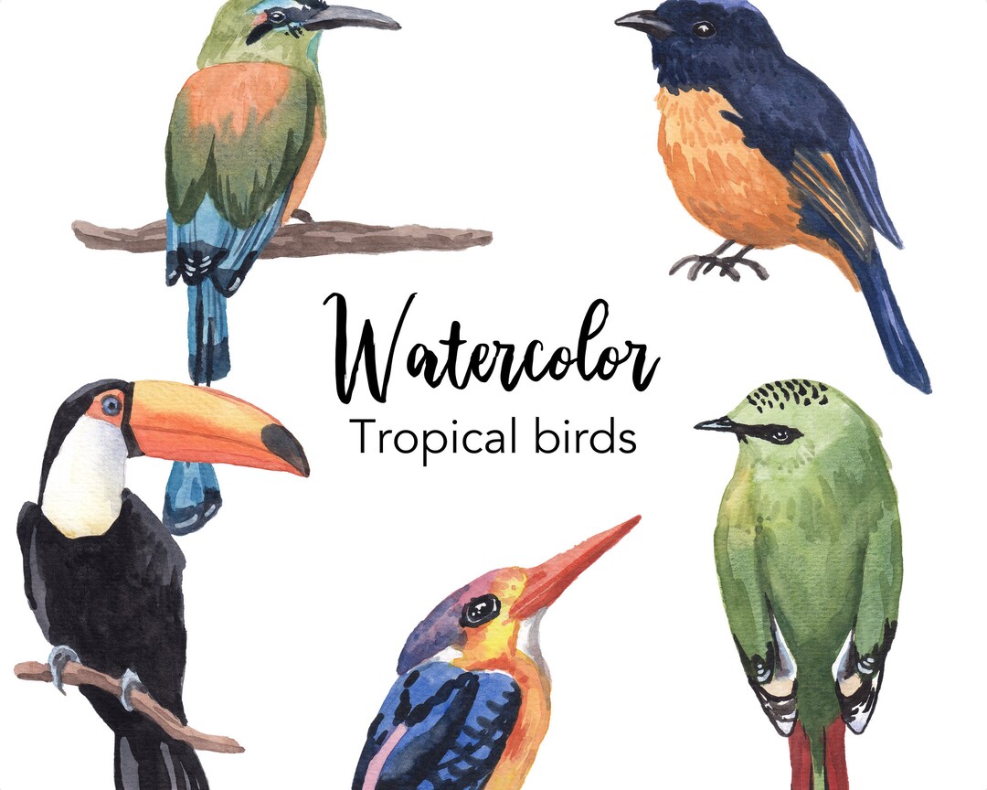 WATERCOLOR CLIPART, Tropical Birds Clipart, Summer Jungle, Animal ...