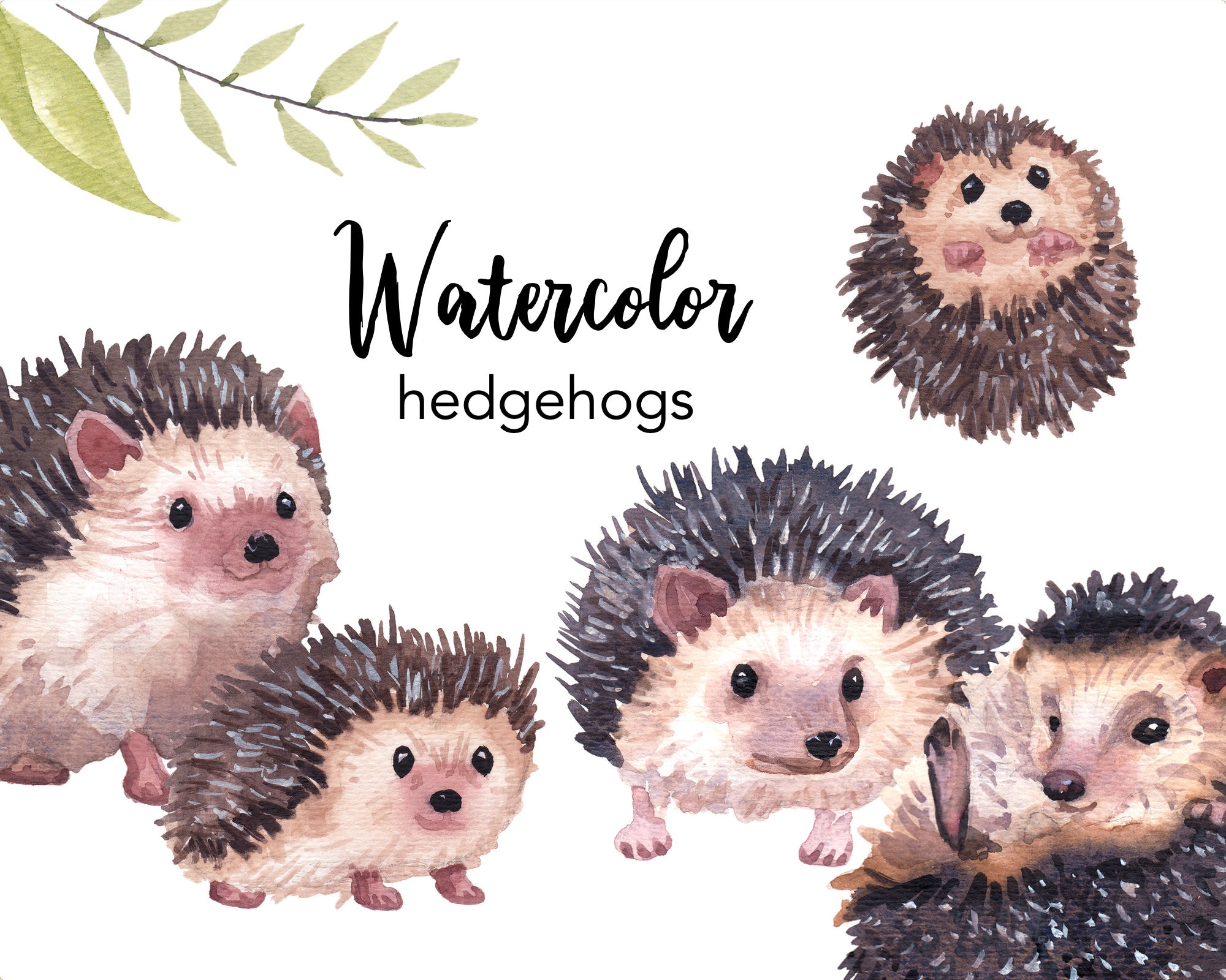 WATERCOLOR CLIPART, Hedgehog Clipart, Watercolour Clipart Set ...