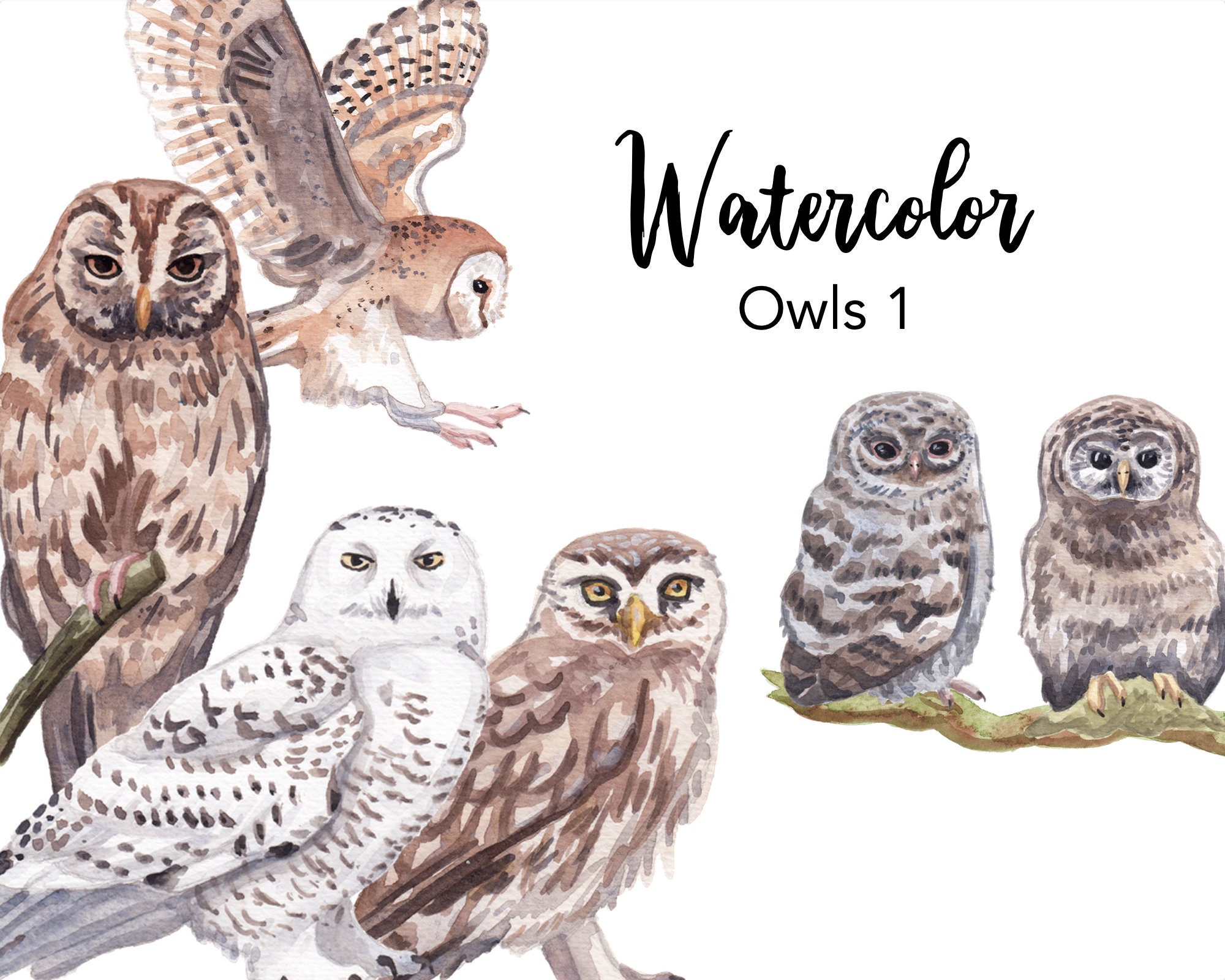 WATERCOLOR CLIPART Owl Clipart 1 Watercolor Clip Art - Etsy