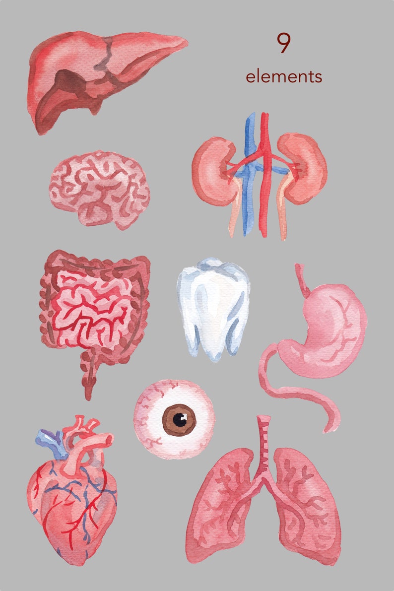 Watercolor Anatomy Clipart Set, Organs, Science Graphics (digital PNG ...