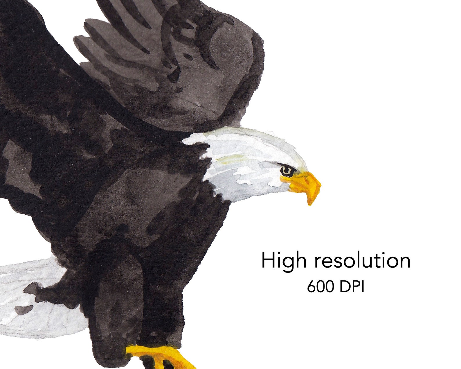 WATERCOLOR CLIPART Bald Eagles Clipart Set Commercial Use - Etsy Canada