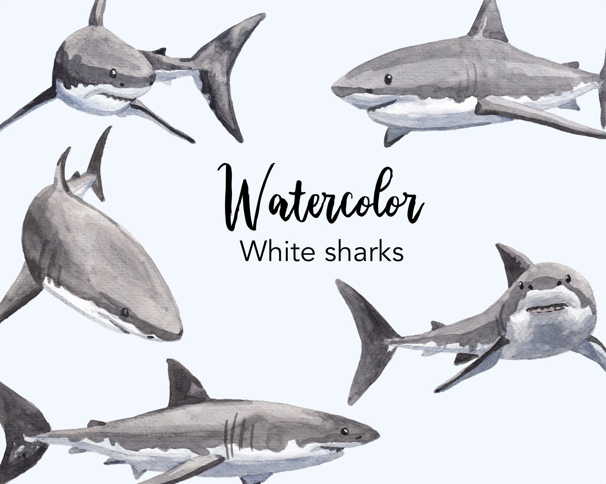 WATERCOLOR CLIPART White Shark Clipart Ocean Nautical - Etsy