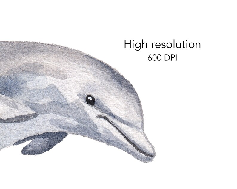 WATERCOLOR CLIPART, Dolphin Clipart, Ocean Beach Summer Vacation ...