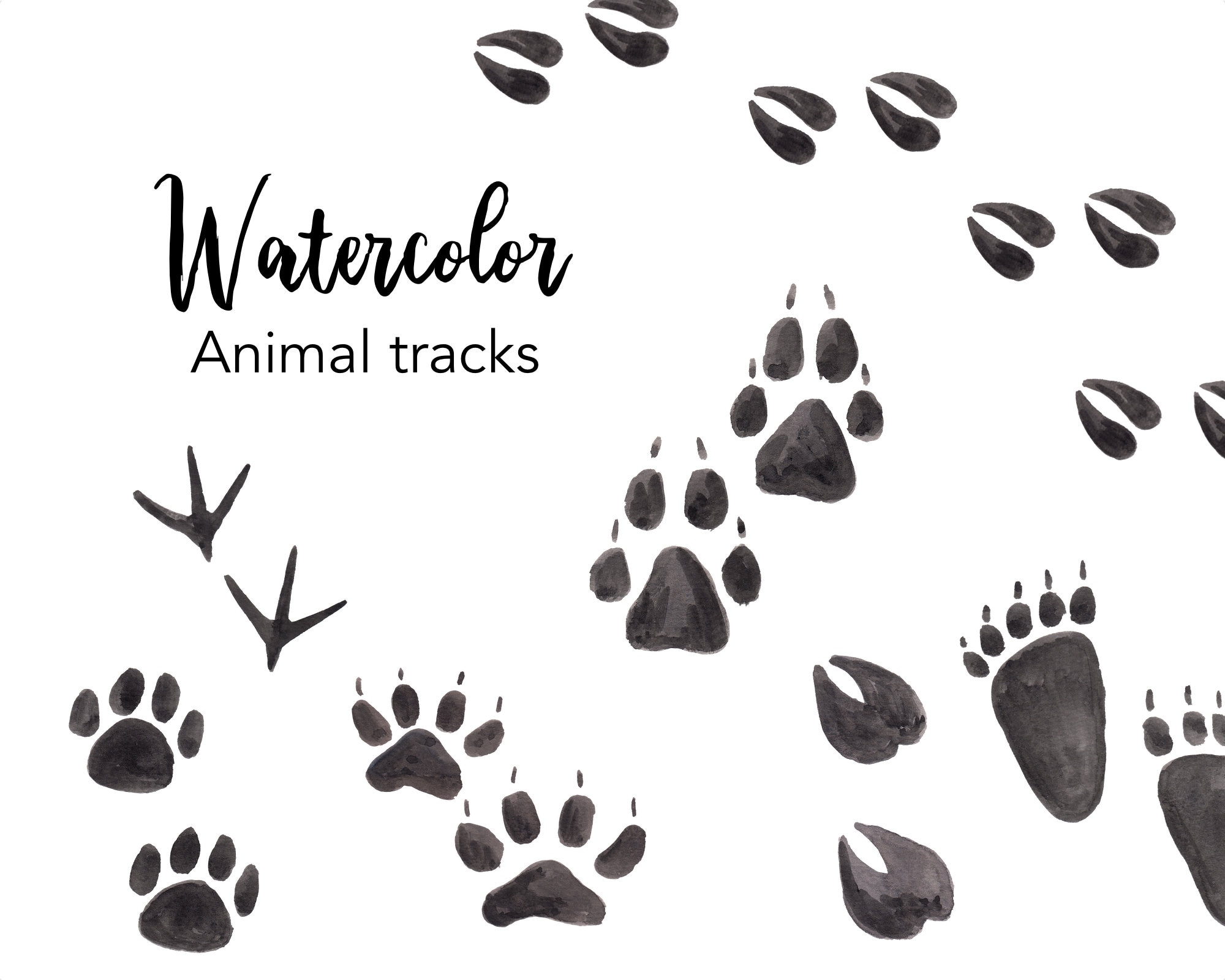Deer Tracks Clipart