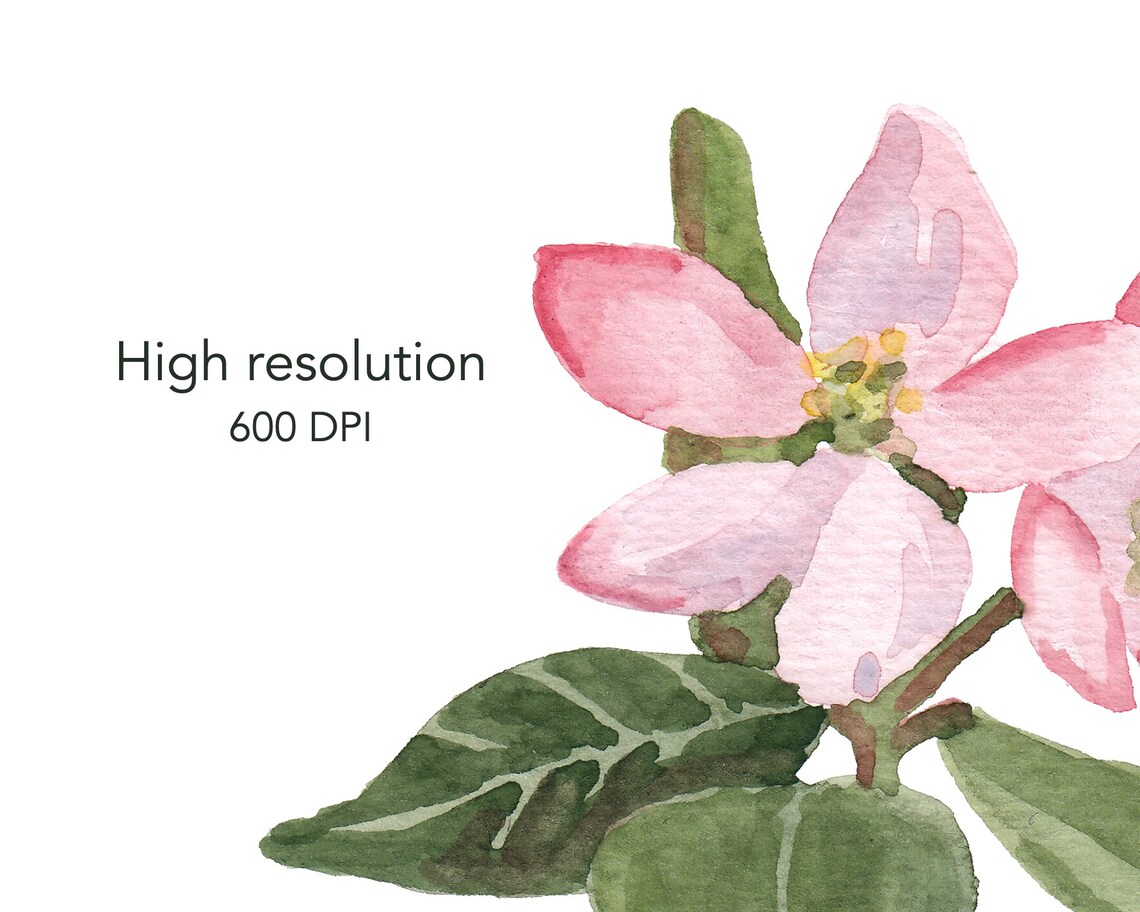 WATERCOLOR CLIPART Apple Blossoms Leaves Branches Nature | Etsy