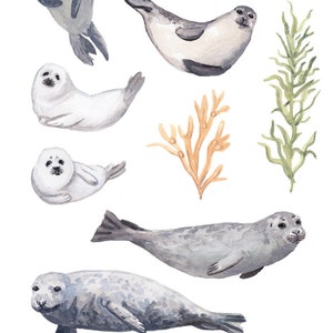 WATERCOLOR CLIPART, Seals, Arctic Animals, Ocean Wildlife, Seal Cub ...