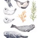 WATERCOLOR CLIPART, Seals, Arctic Animals, Ocean Wildlife, Seal Cub ...