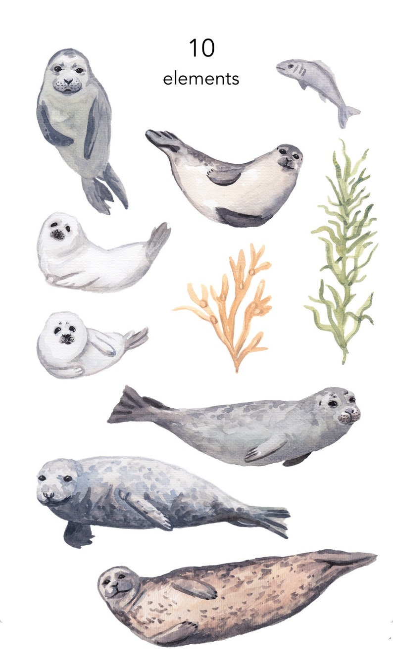 WATERCOLOR CLIPART, Seals, Arctic Animals, Ocean Wildlife, Seal Cub ...