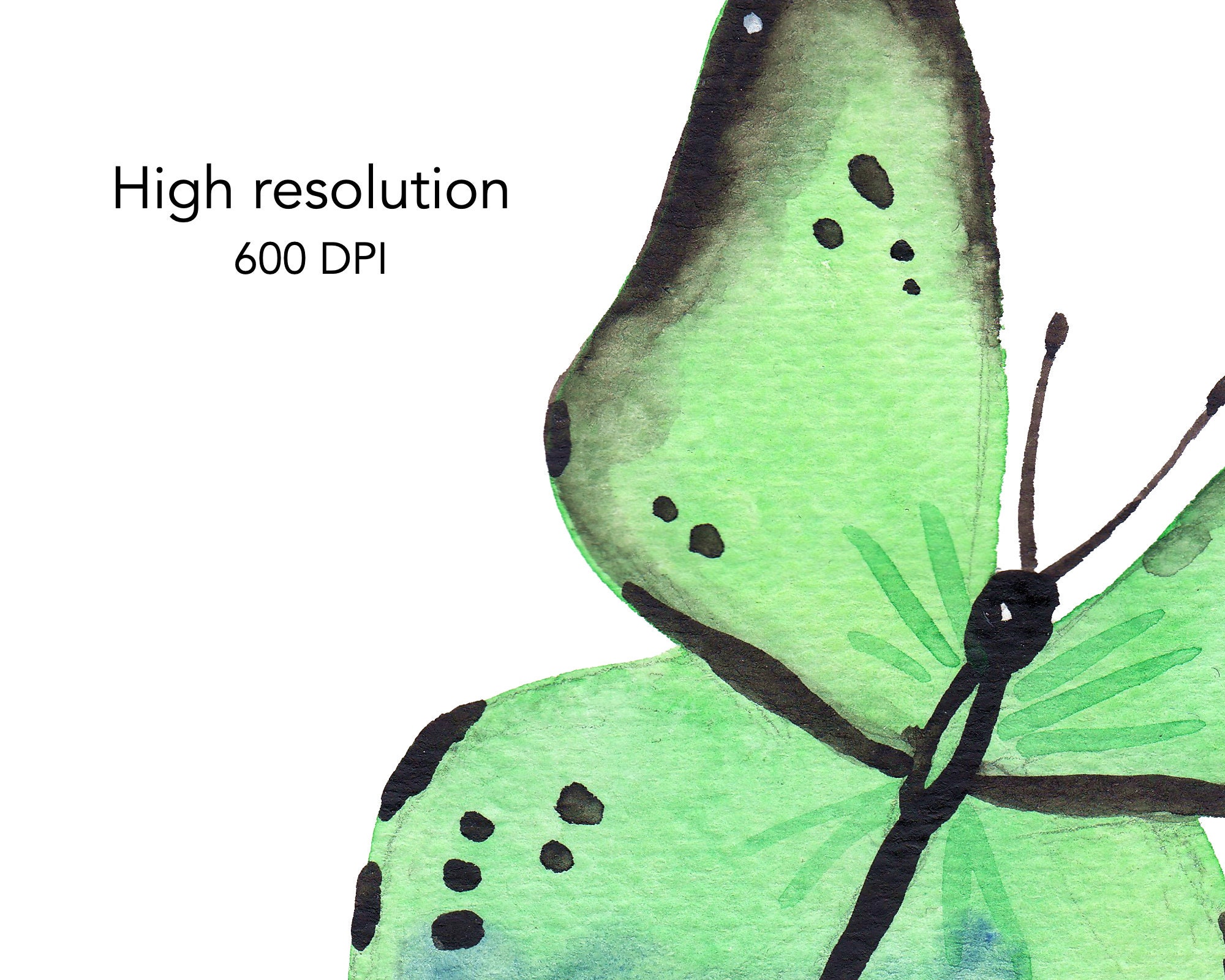 WATERCOLOR CLIPART, Butterfly Clipart, Insect, Watercolour Set ...