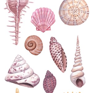 WATERCOLOR CLIPART, Seashells, Watercolor Illustration, Png Files ...