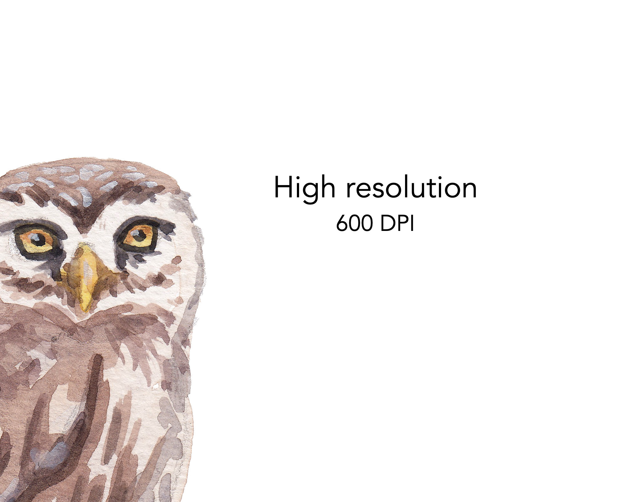 WATERCOLOR CLIPART, Owl Clipart 1, Watercolor Clip Art, Watercolour ...
