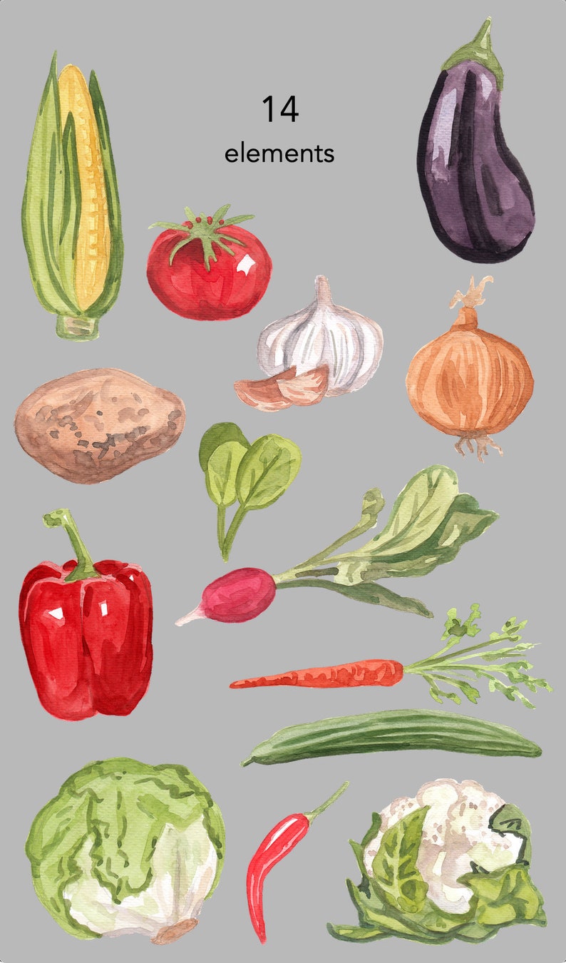 Watercolor Vegetables Clipart Set, Food Illustration (PNG Files) - Etsy