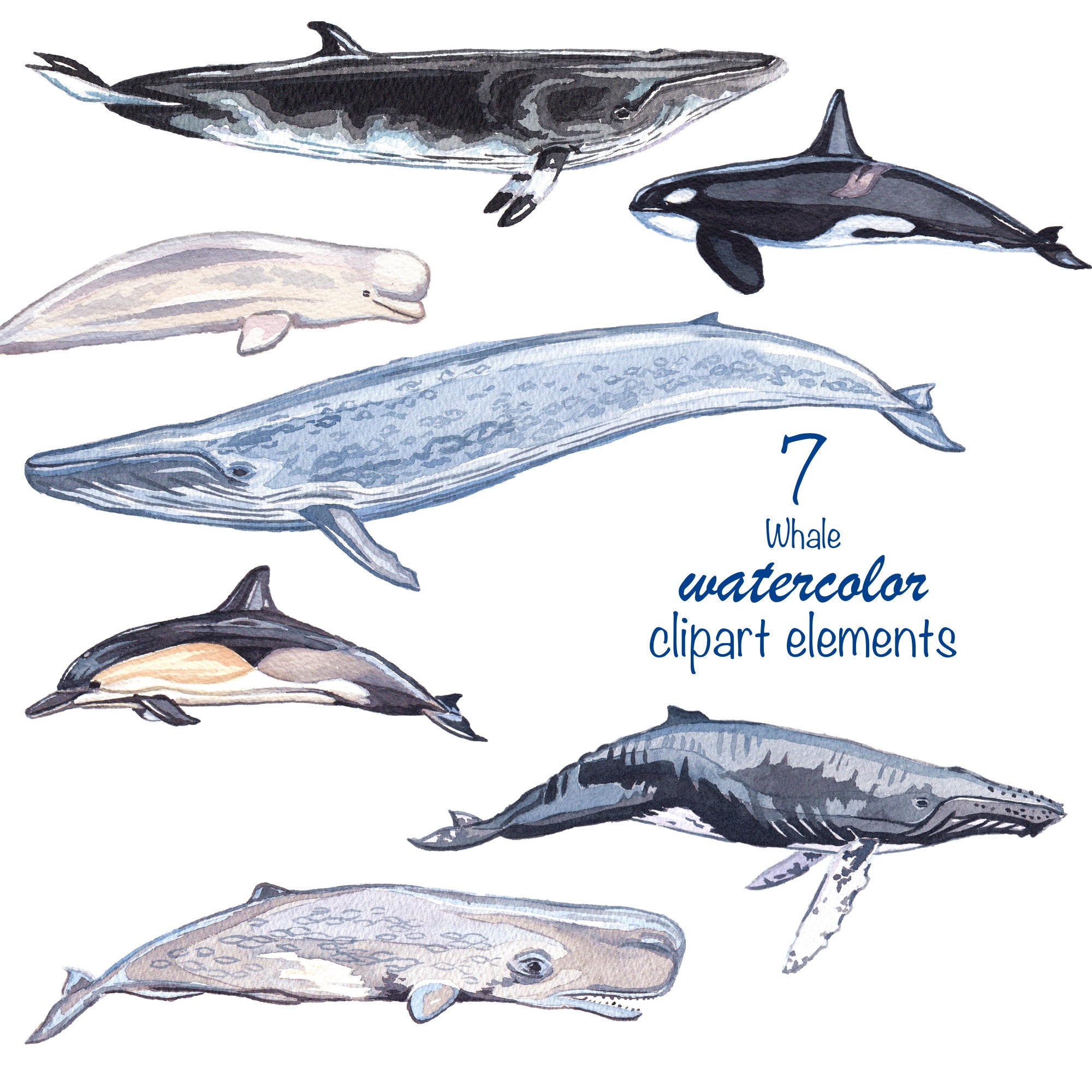 WATERCOLOR CLIPART Whale Clipart Design Elements Commercial | Etsy