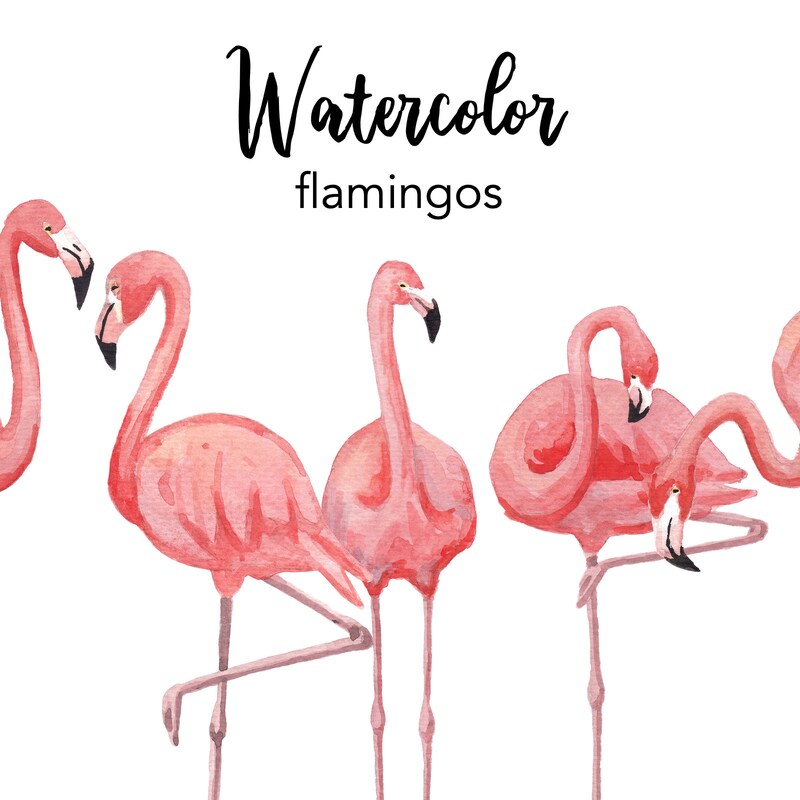 Flamingo Clipart - Etsy